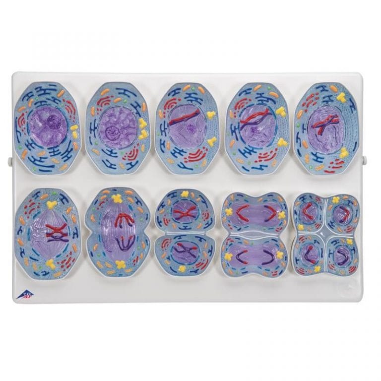 Model mejoze - Kreativa